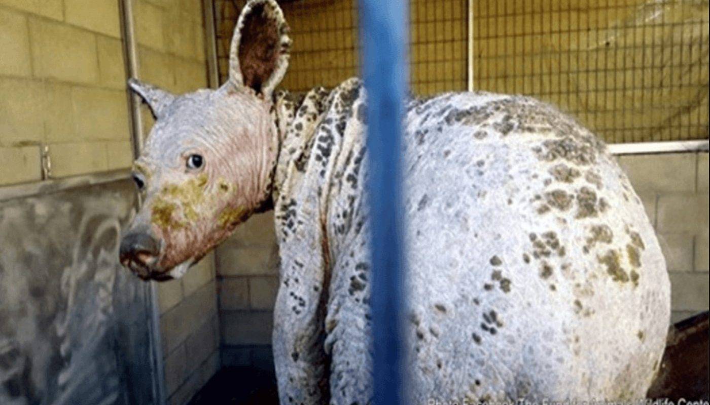 Young Bear With Severe Mange Found In California Digging Through Trash ...