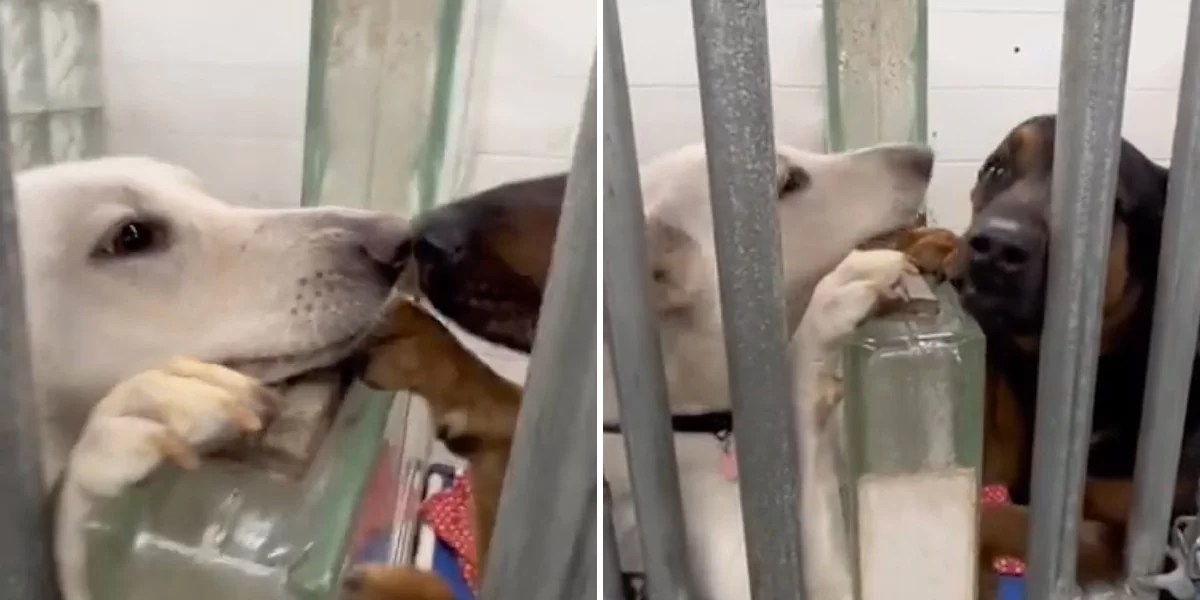 Shelter Dogs Comfort Each Other By Touching Noses Over Their Kennels ...
