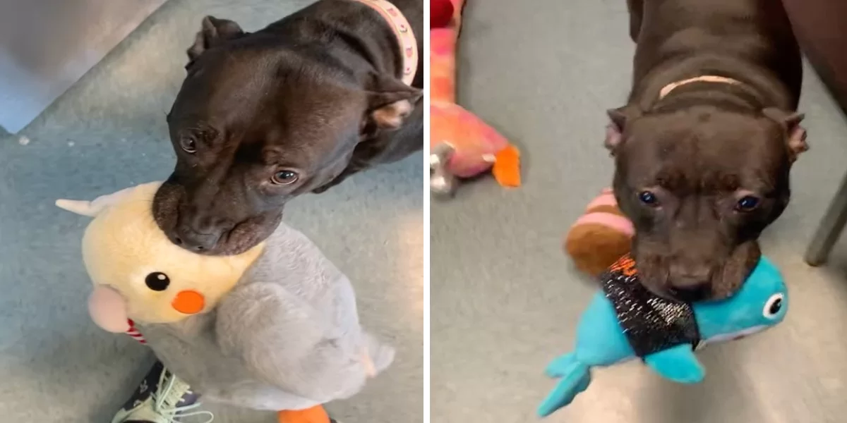 Shelter’s Longest Resident Refuses To Leave Her Collection Of ‘Stuffies ...